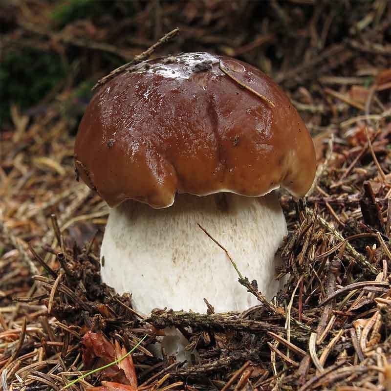 Hřib smrkový Boletus edulis
