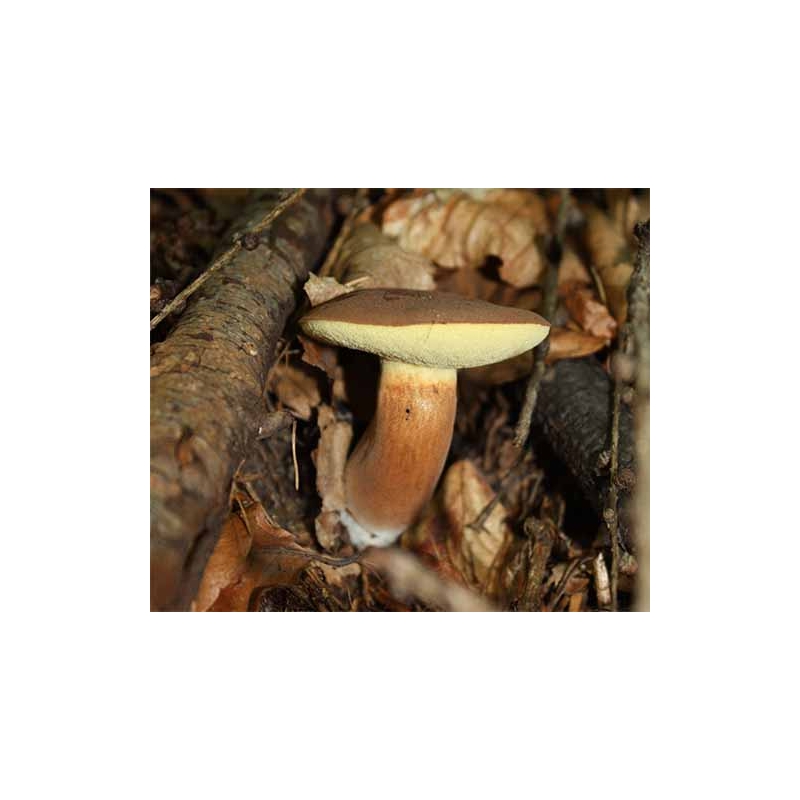 Hřib hnědý ( Boletus badius )