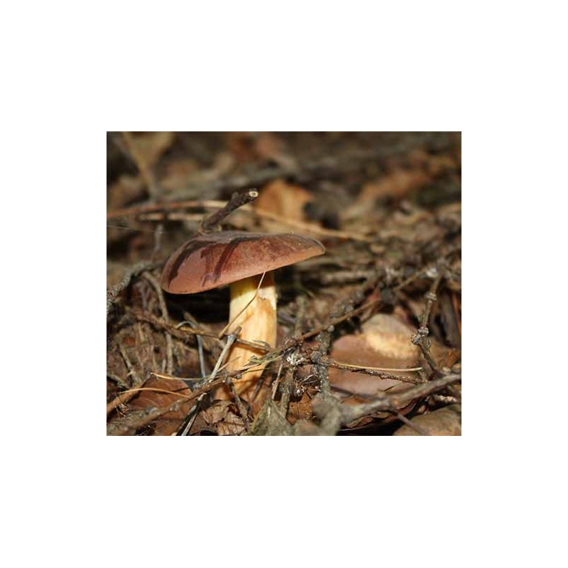 Hřib hnědý ( Boletus badius )